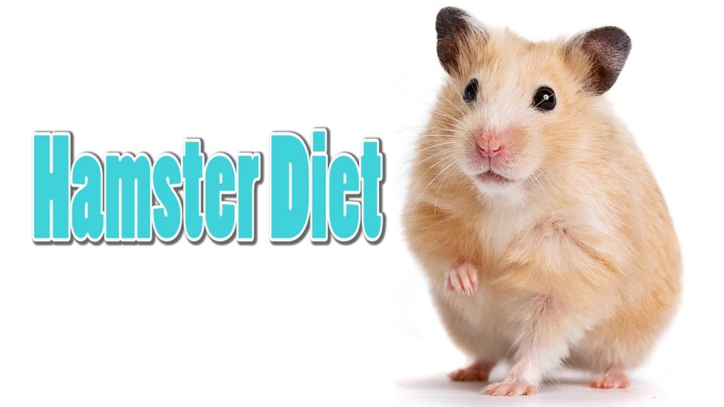Hamster Diet Chart - Best Guides & Care Sheet 2025